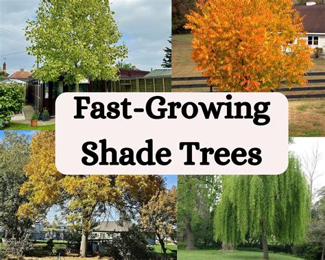 15 Fast-Growing Shade Trees