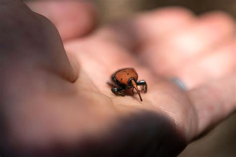 Image result for Bed Bug Identification