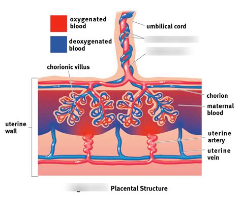 Image result for Invagination