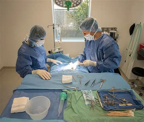 Image result for Veterinary surgery Surgery Types