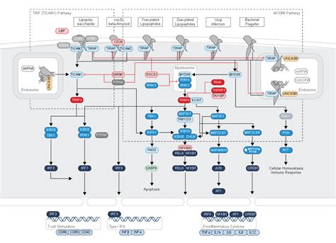 Image result for TLR Signaling Pathway
