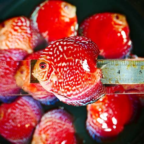 Image result for Red Rafflesia Discus