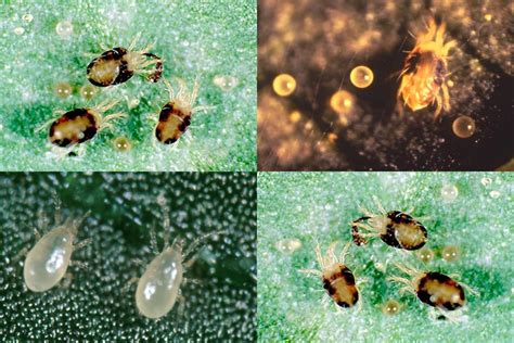 Image result for Spider Mite Control