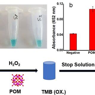 Image result for TMB H2O2 Reaction