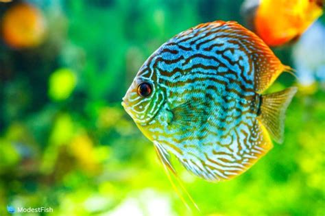 Image result for Types of Discus