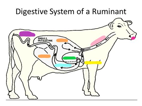 Image result for Ruminant Animals Digestive System