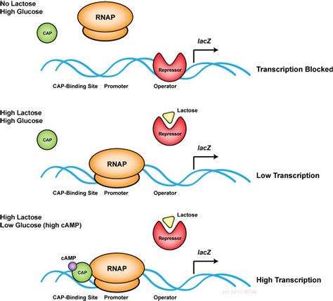 Image result for Lac Operon Animation