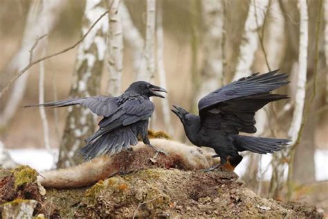 Image result for Ravens Behavior