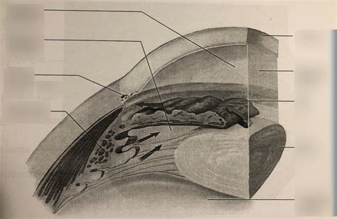 Image result for Aqueous Humor Flow