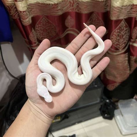 Image result for Blue Eyed Lucy Ball Python