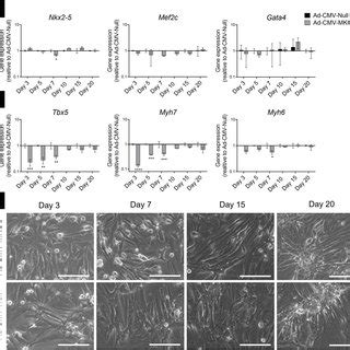 Image result for Cardiac Reprogramming
