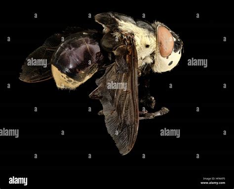 Image result for Mouse Bot Fly