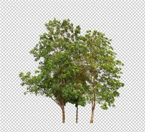 Image result for Tree Transparent Background