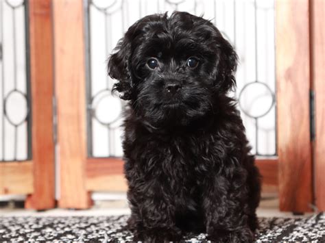 Image result for Male Cavapoo