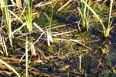 Image result for Swamp Grass Texture Minecraft