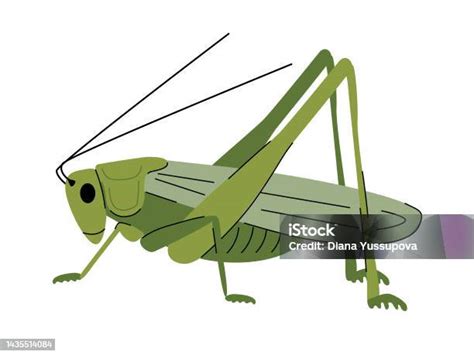 Image result for Grasshopper Rectangular Pattern