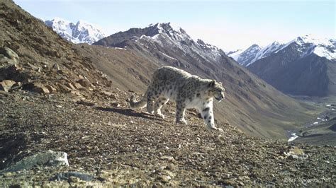 Habitat - Snow Leopard Trust