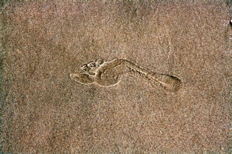 Image result for Lizard Feet