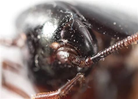 Image result for Little Cockroach