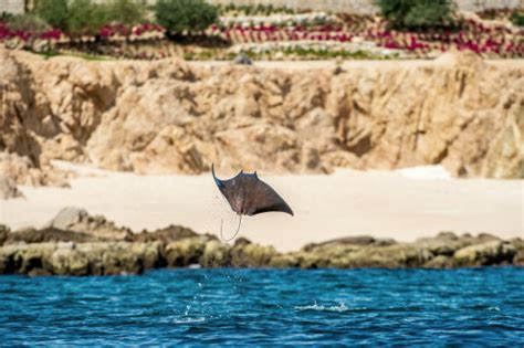 Image result for Manta Ray Jumping Over Bridge