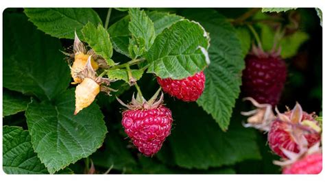 Image result for Smokeing Raspberry Leaf