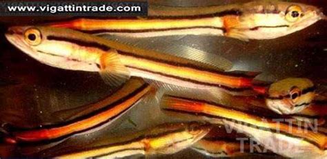 Image result for Red Line Snakehead Fish