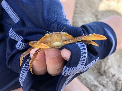 Image result for CC Cycle 1 Week 14 Math