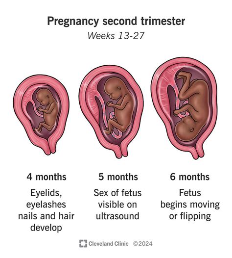 Image result for Second-Trimester Embryo Development