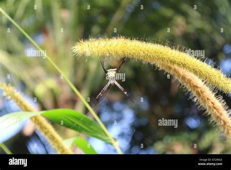 Image result for Time-Lapse Spider Making Web