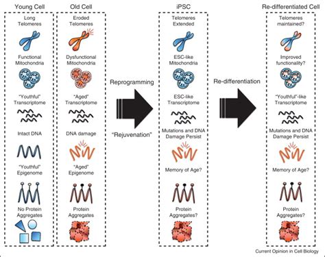 Image result for Reprogramming Aging