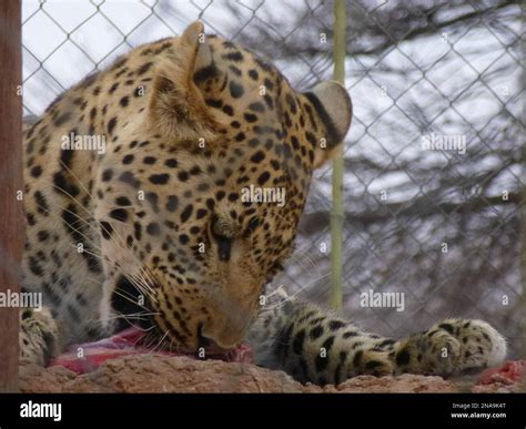 Image result for Leopard Eating