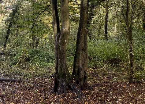 Image result for Multiple Tree Trunks