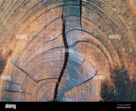 Image result for Split Log Rusti