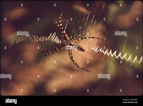 Image result for Time-Lapse Spider Making Web