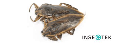 Image result for Water Bug Cockroach