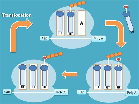 Image result for Translation Process Steps