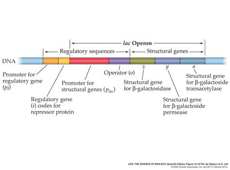 Image result for Operon Labeled