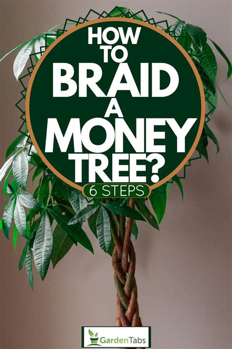Image result for How to Braid a Money Tree