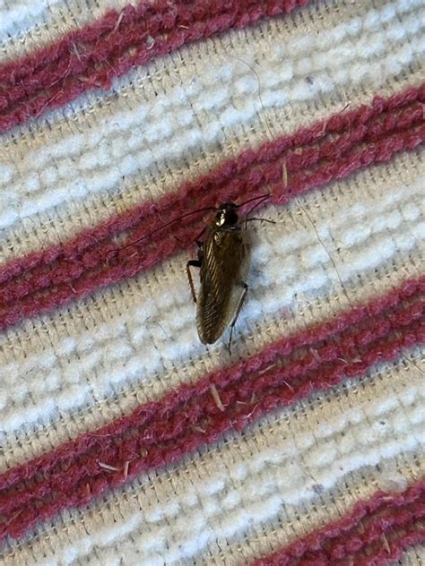 Image result for Cockroach Ontario