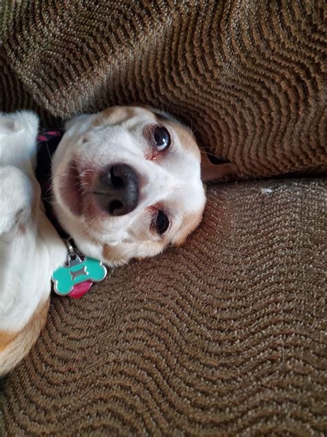 Image result for Perfectly Normal Dog