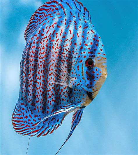 Image result for Discus Fisg