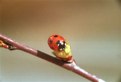 Image result for Lady Bug Insects