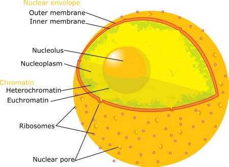 Image result for Nuclear Envelope Function