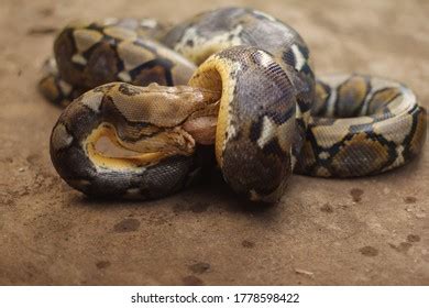 Image result for Snake Python Next to Food