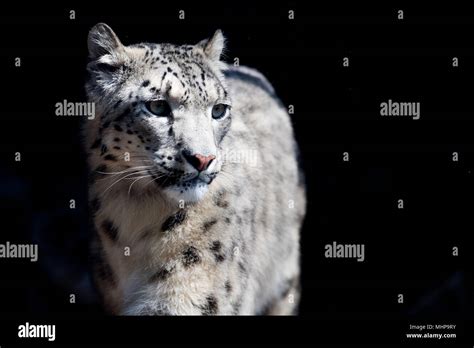 Image result for Snow Leopard Looking Forward