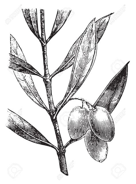 Image result for Dictionary Drawing