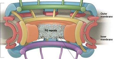 Image result for Nuclear Pore Complex Easy Struture