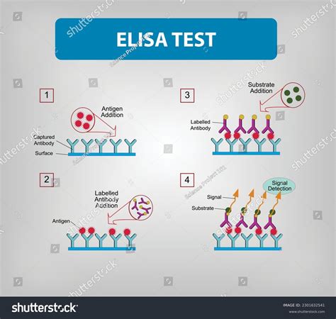 Image result for Estimation of Protein Content Using Elisa