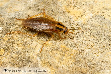 Image result for Japanese Cockroach