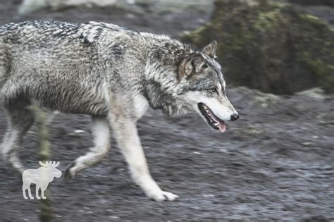 Image result for How Fast Can a Wolf Run